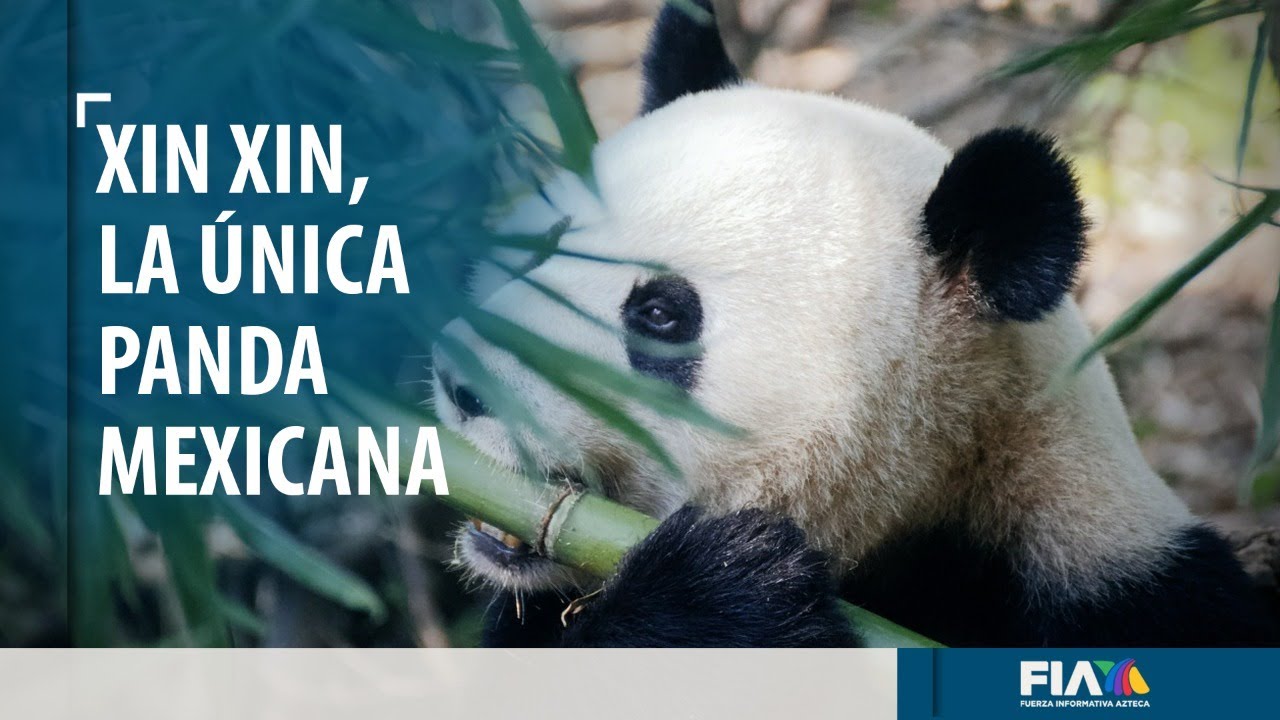 ¿Ya conoces a Xin Xin? ¡La única panda mexicana! 🐼 - YouTube