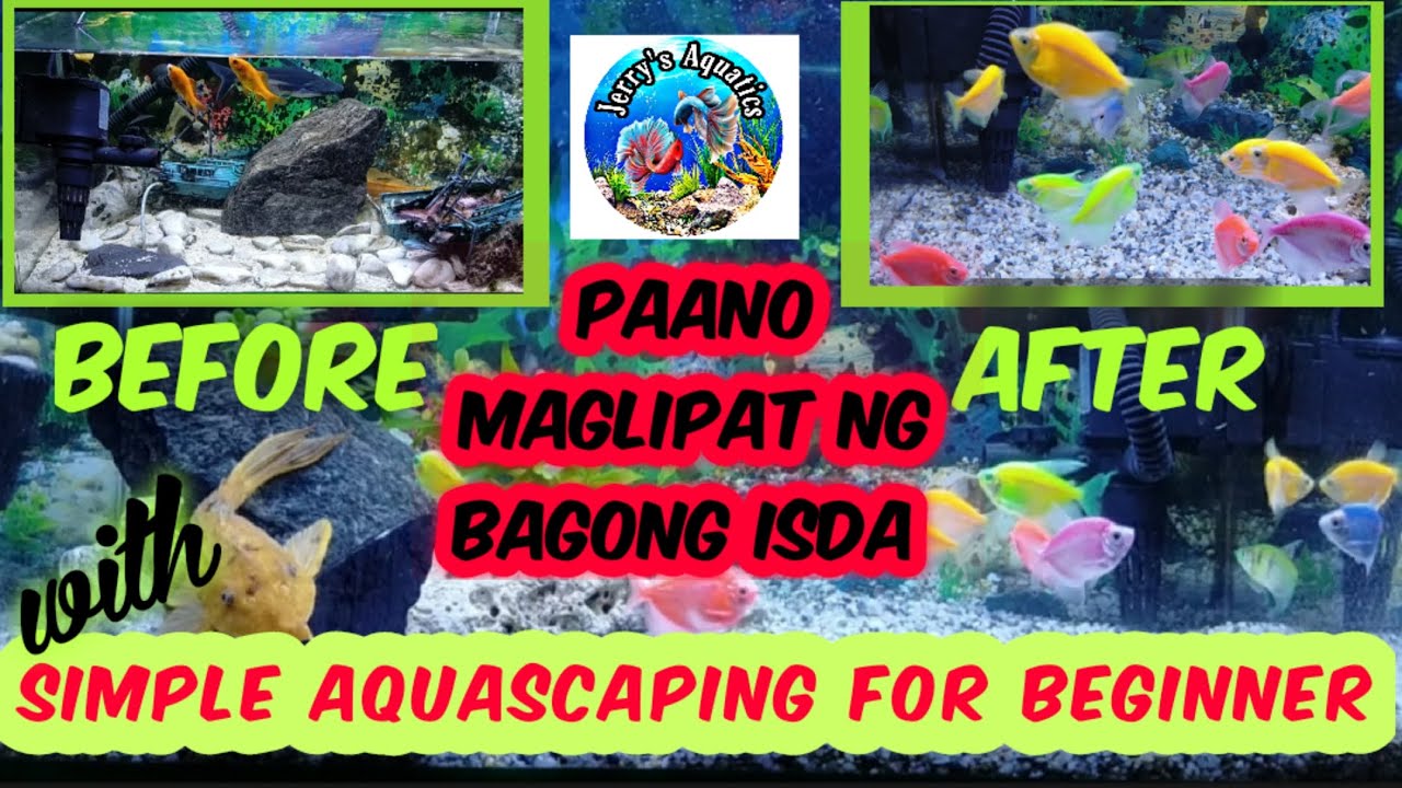 PAANO MAGLIPAT NG MGA BAGONG ISDA|PAANO ISET UP ANG AQUARIUM BAGO ...