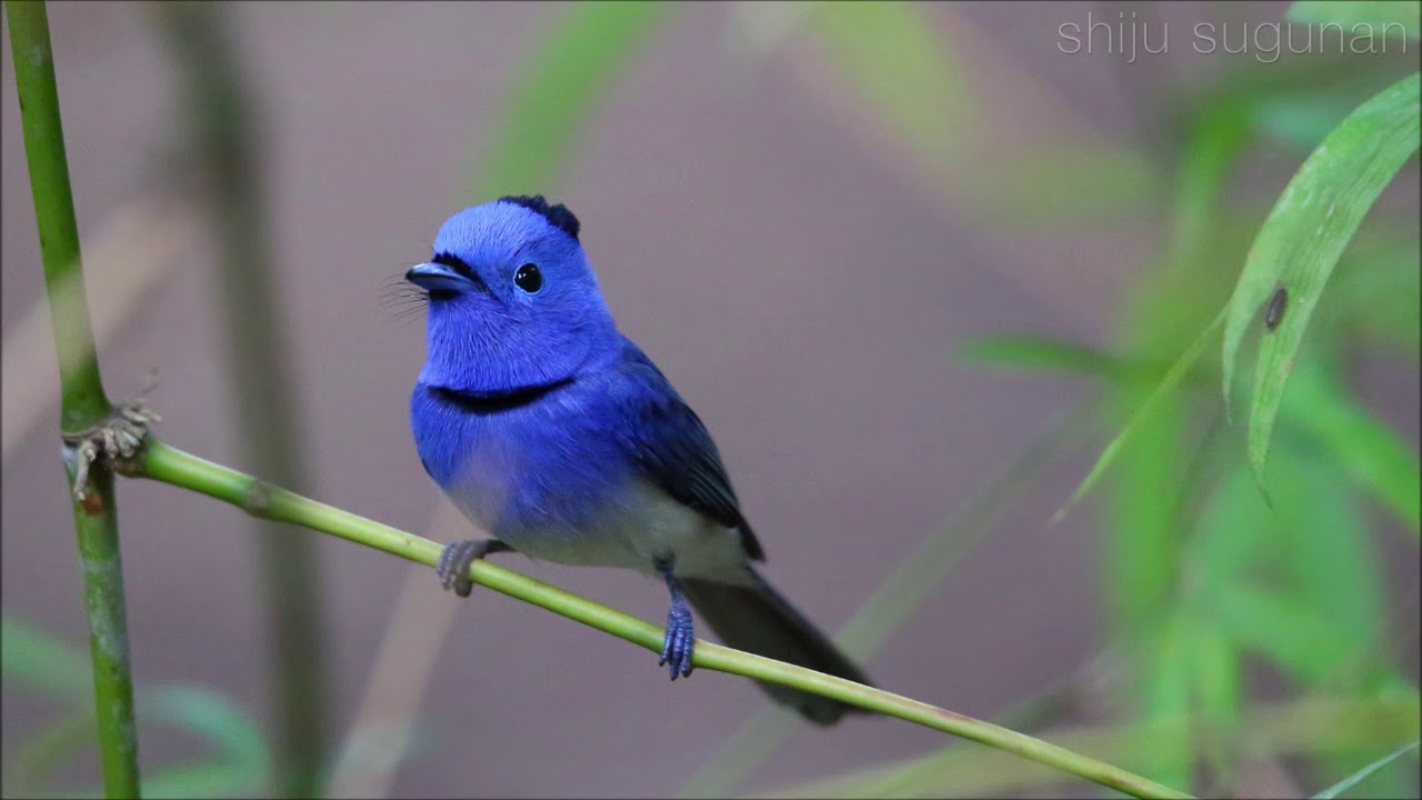 Black-naped Monarch (male) - YouTube