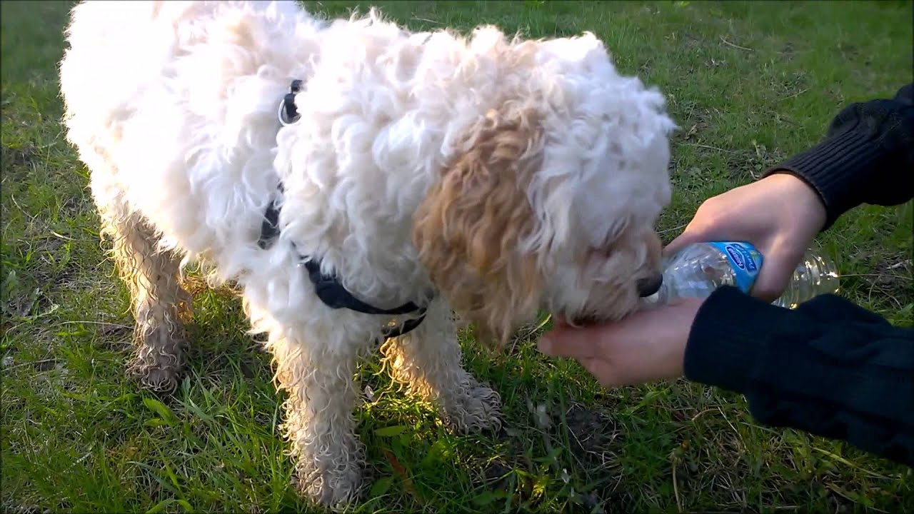 Cockapoo Jesse @ Milne Dam Conservation Park - YouTube