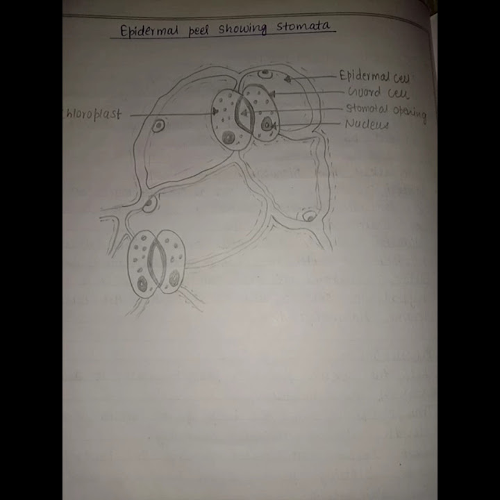 class 11 bio Experiment = Study distribution of stomata on upper and ...
