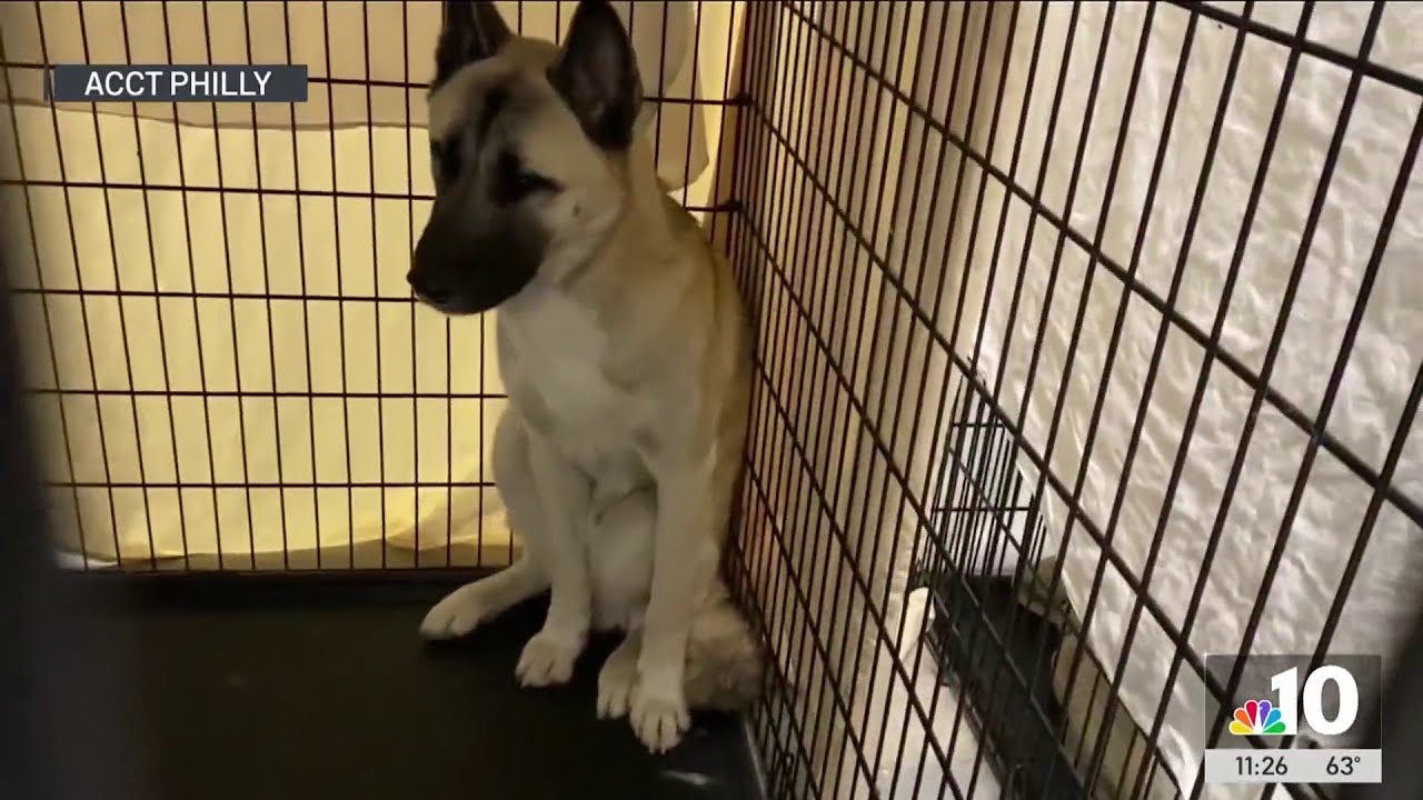 Time is of the essence for dogs at overcrowded Philadelphia animal ...