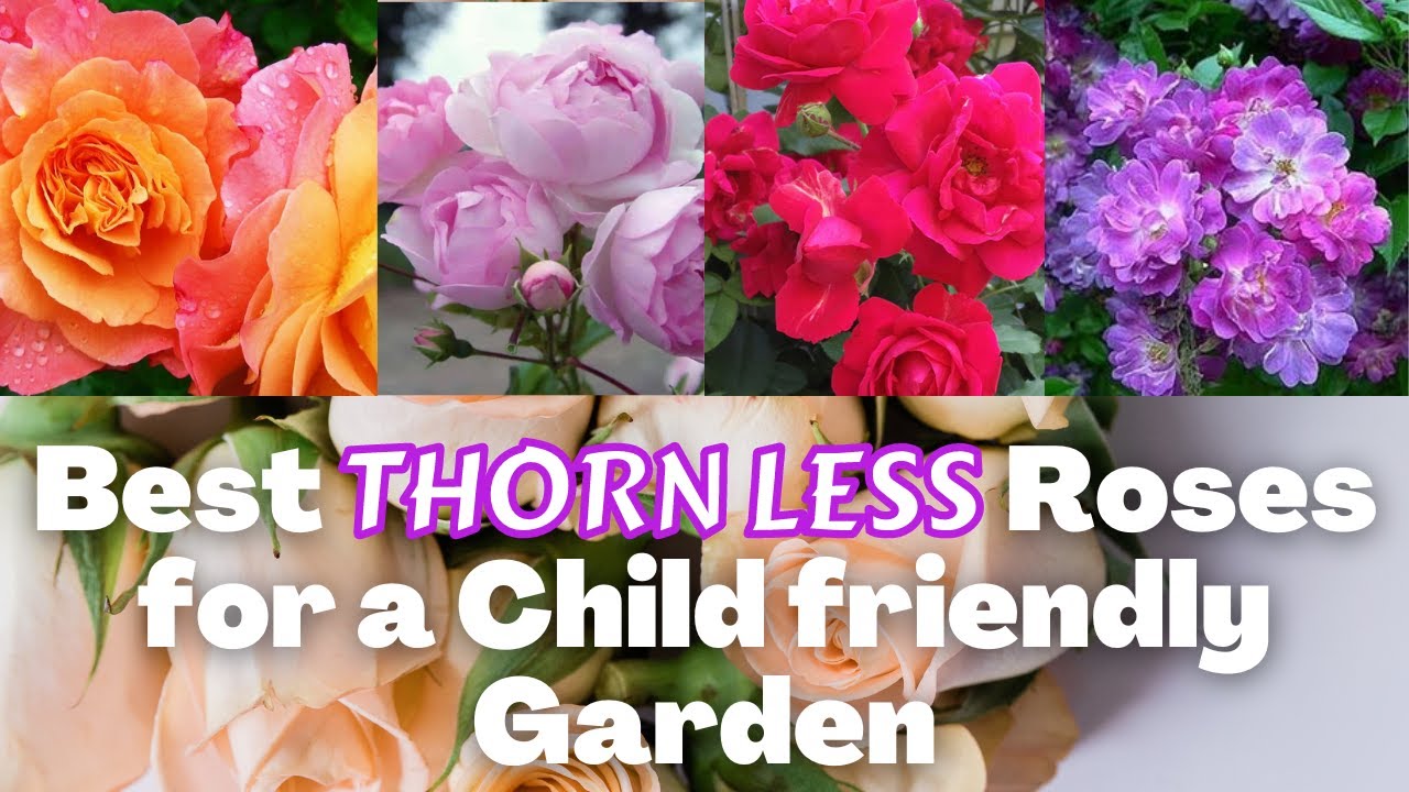 Best thorn less Roses for a Child friendly Garden | Gift these roses to ...