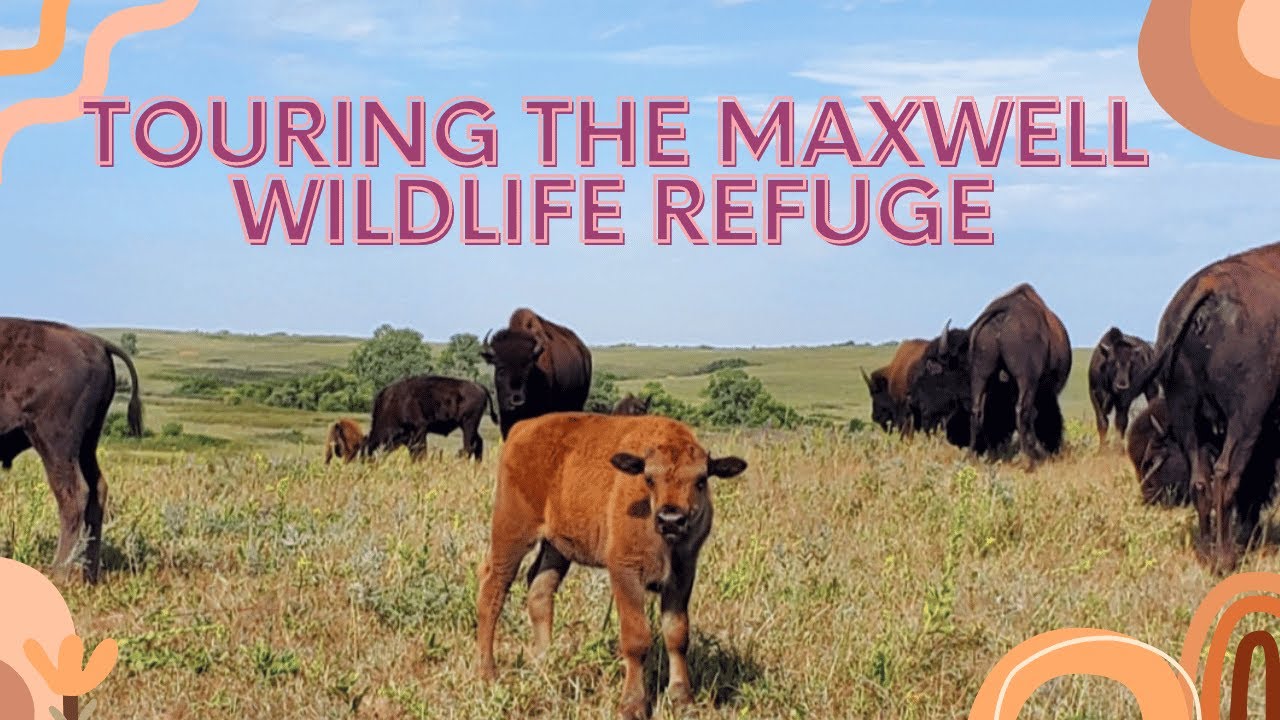 Touring the Maxwell Wildlife Refuge - Up Close Look at Bison & Elk ...