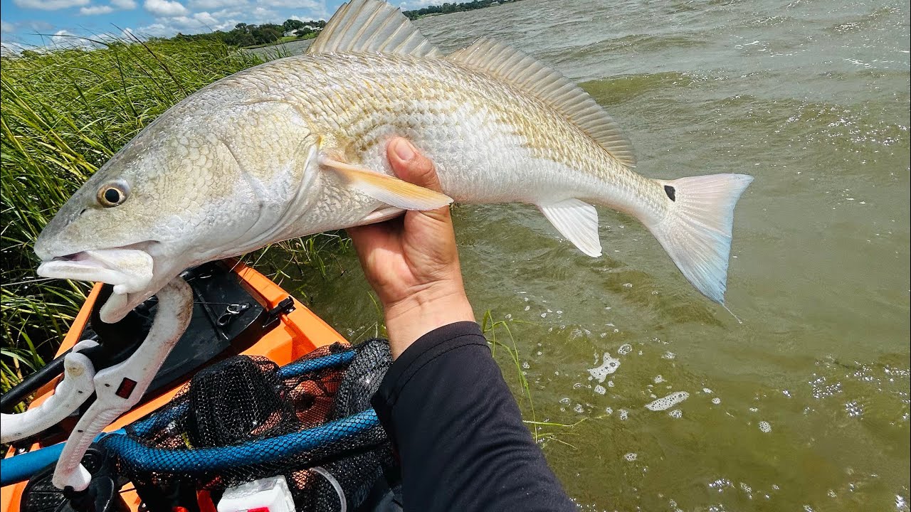 Pescado Rojo Frito - Fried Red Fish!!! - YouTube