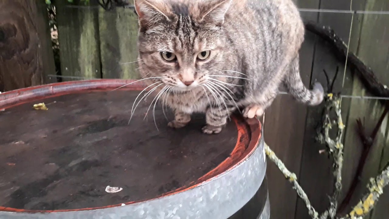 Ashlee Cat is confused by water - YouTube