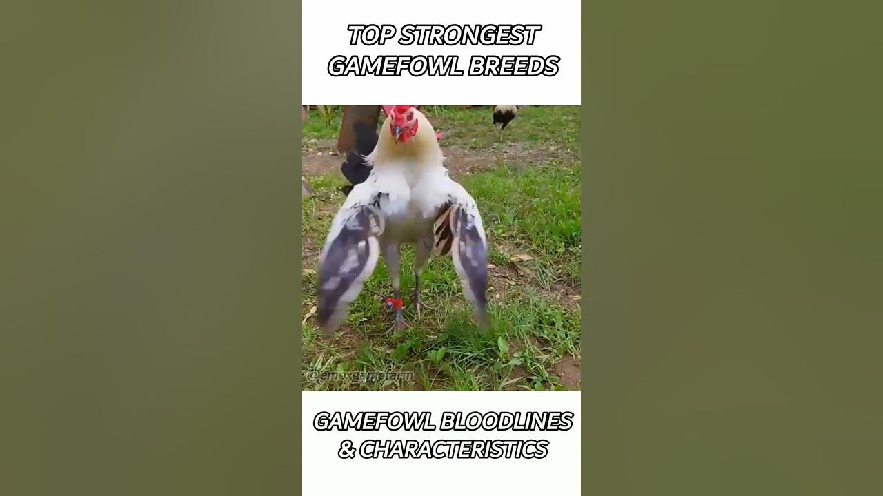 Red Falcon Gamefarm - YouTube