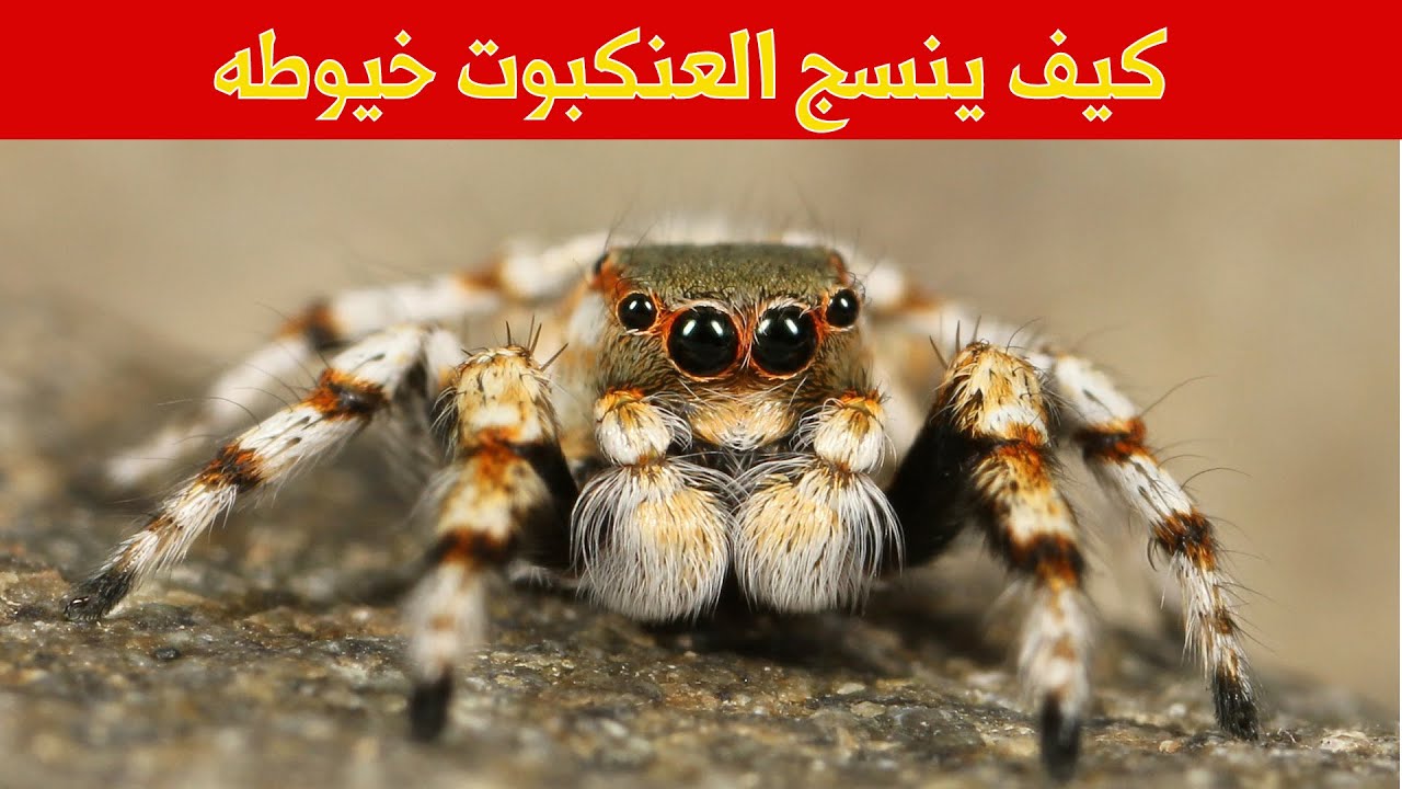 عنكبوت كيف ينسج العنكبوت خيوطه اسرار العنكبوت Youtube