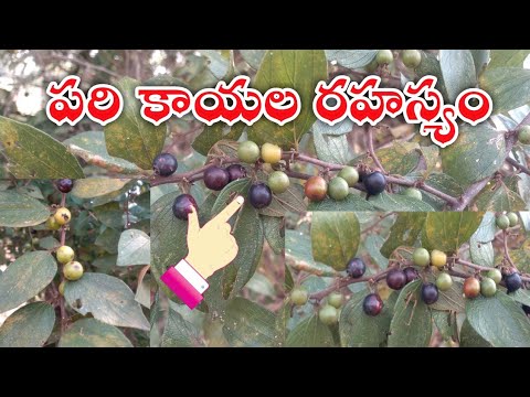 పరికాయల గురించి ఈ రహస్యం తెలిస్తే!|Real Facts about Parikayalu - YouTube