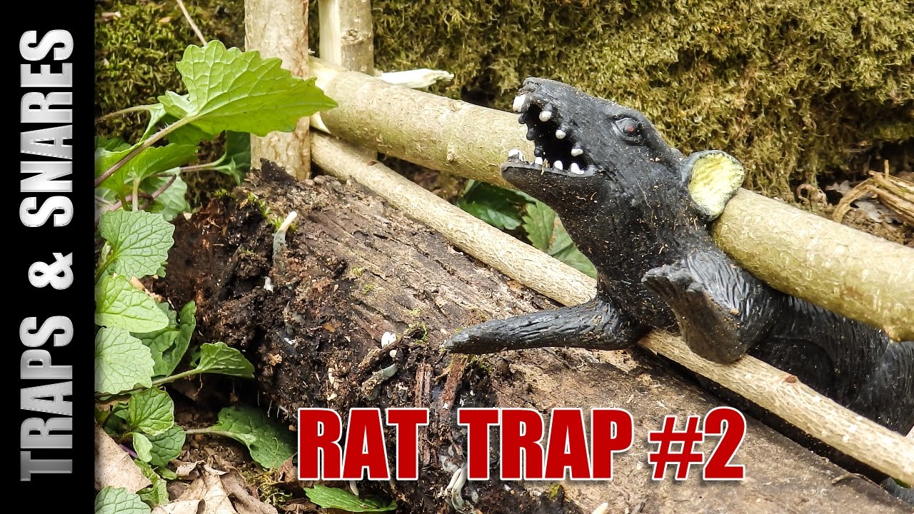 Rat Trap 2 - Traps and Snares - YouTube