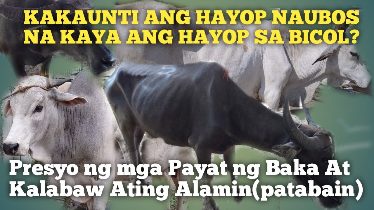 Madalang ang Dating ng Hayop naubos na kaya ang mga Hayop sa Bicol ...