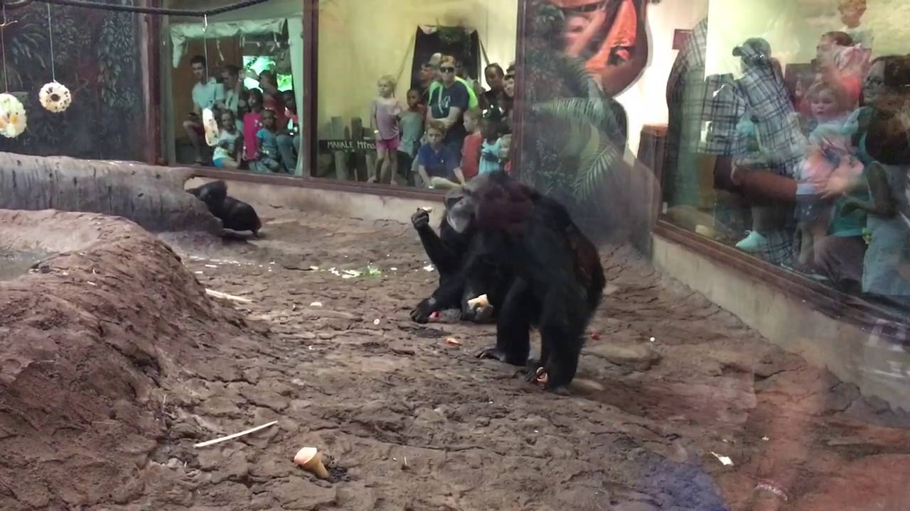 Chimpanzees get an ice cream treat at Chattanooga zoo ice cream safari ...