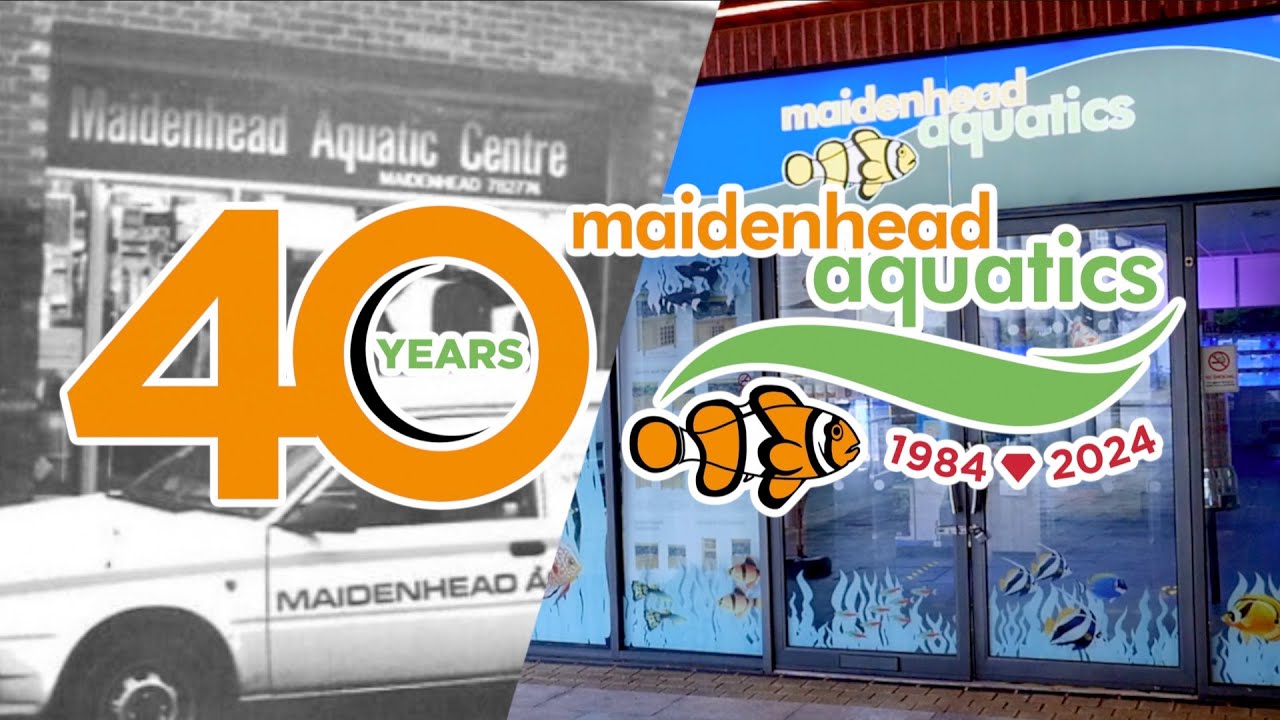 40 Years of Maidenhead Aquatics: The Fishkeeping Journey - YouTube