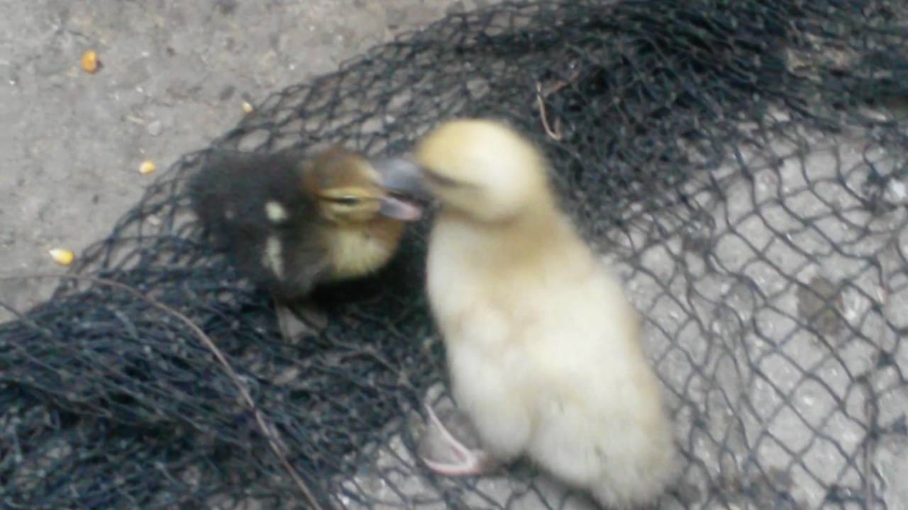 Patitos divertidos (Demostrando quien manda) - YouTube
