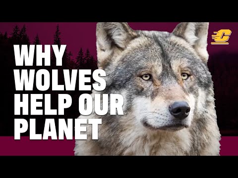 Why Are Wolves Important To Our Ecosystem
