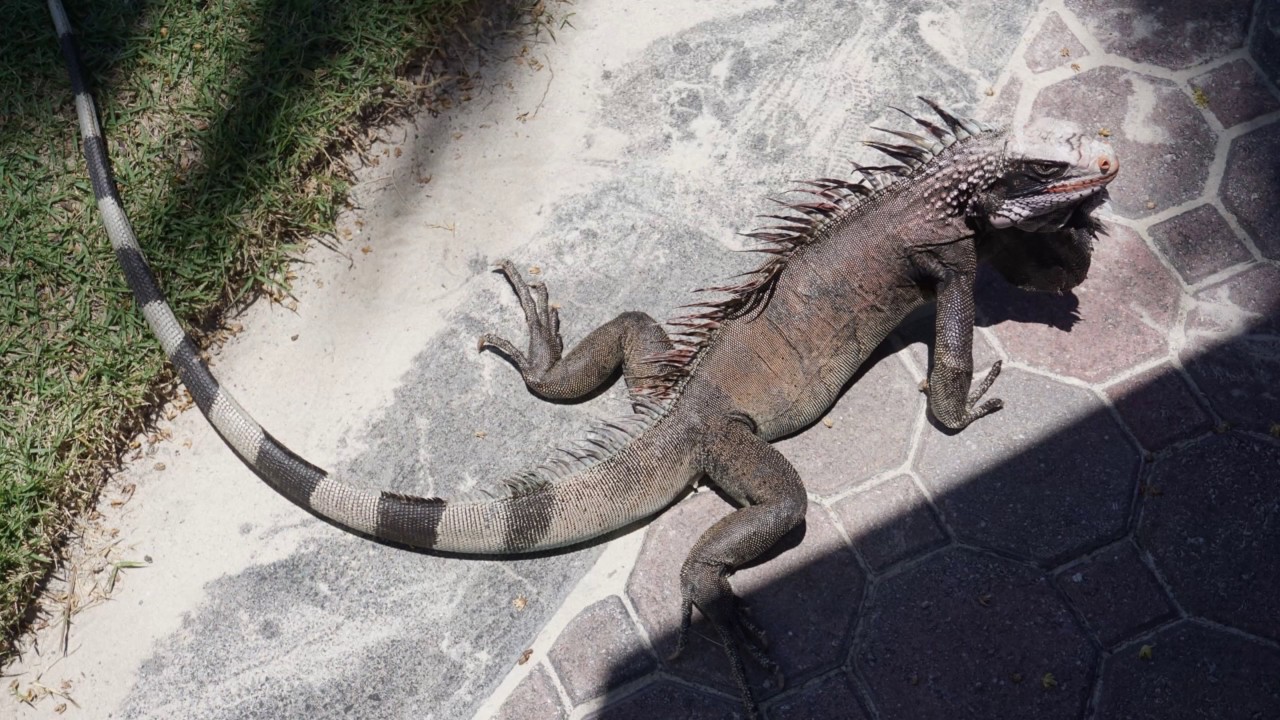 Saint Thomas - Sugar Bay Resort - Wildlife - YouTube