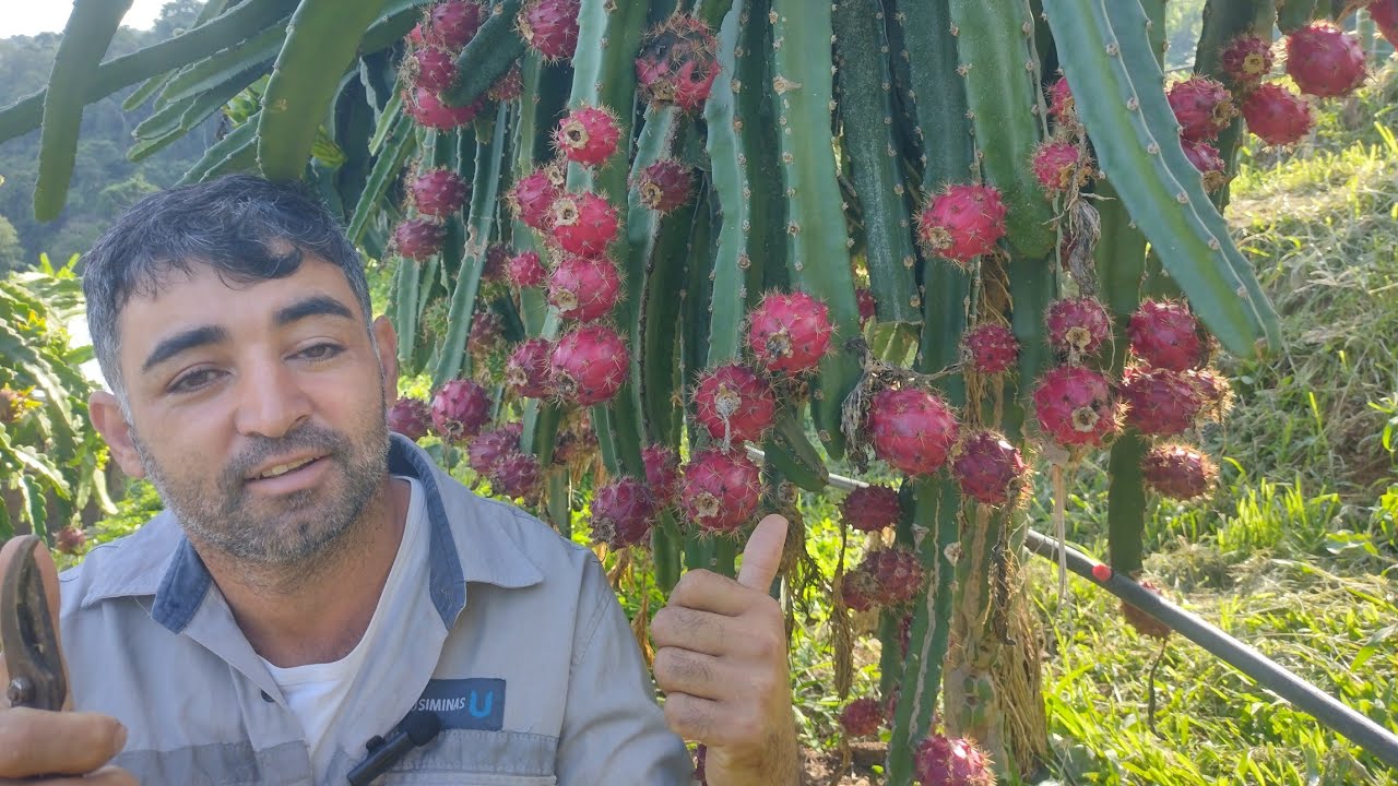 Variedade de pitaya saborosa casca roxa 200 frutas de uma só florada ...