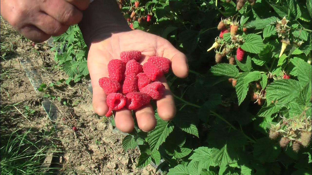 Летняя малина Соколица, обзор сорта. - YouTube