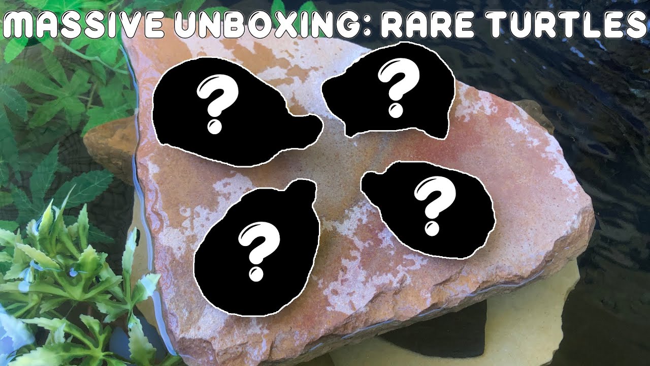 MASSIVE UNBOXING: What Kind of Rare Turtles? - YouTube