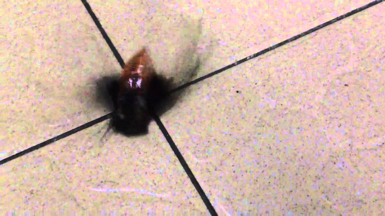 Malaysia - Cicada bug - YouTube