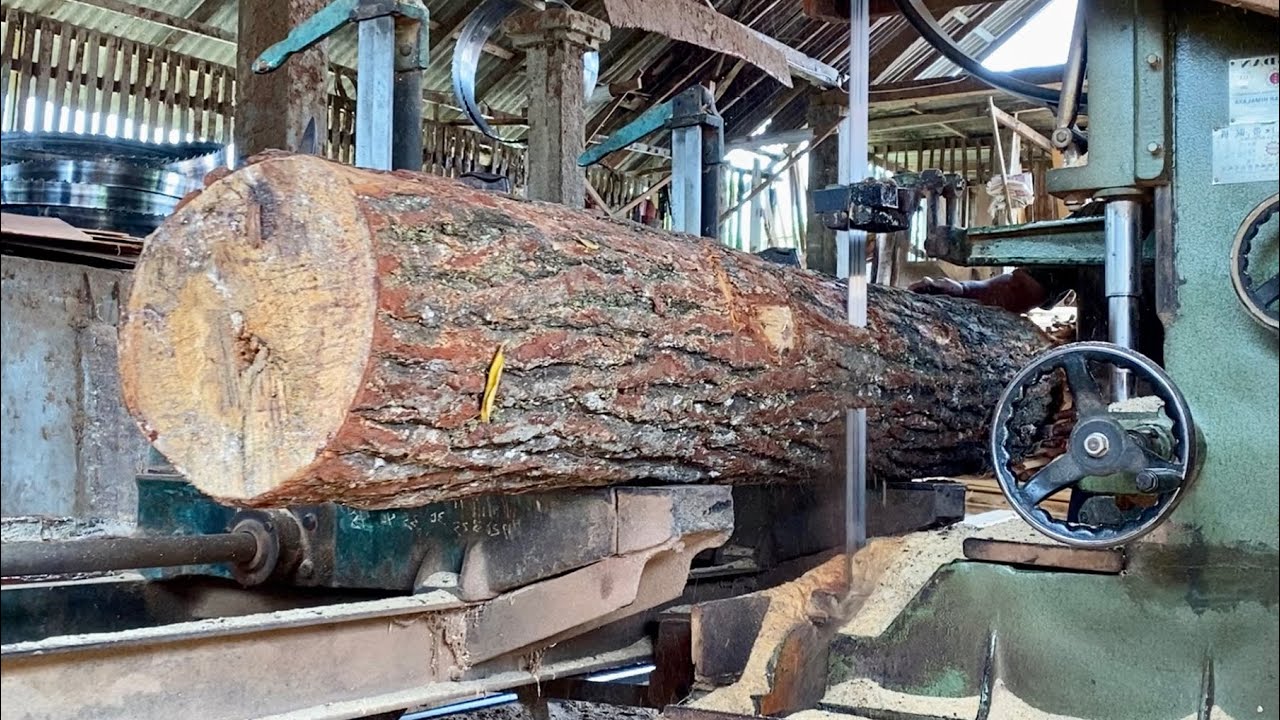 Young pine wood is ready to be processed into thin and thick planks ...