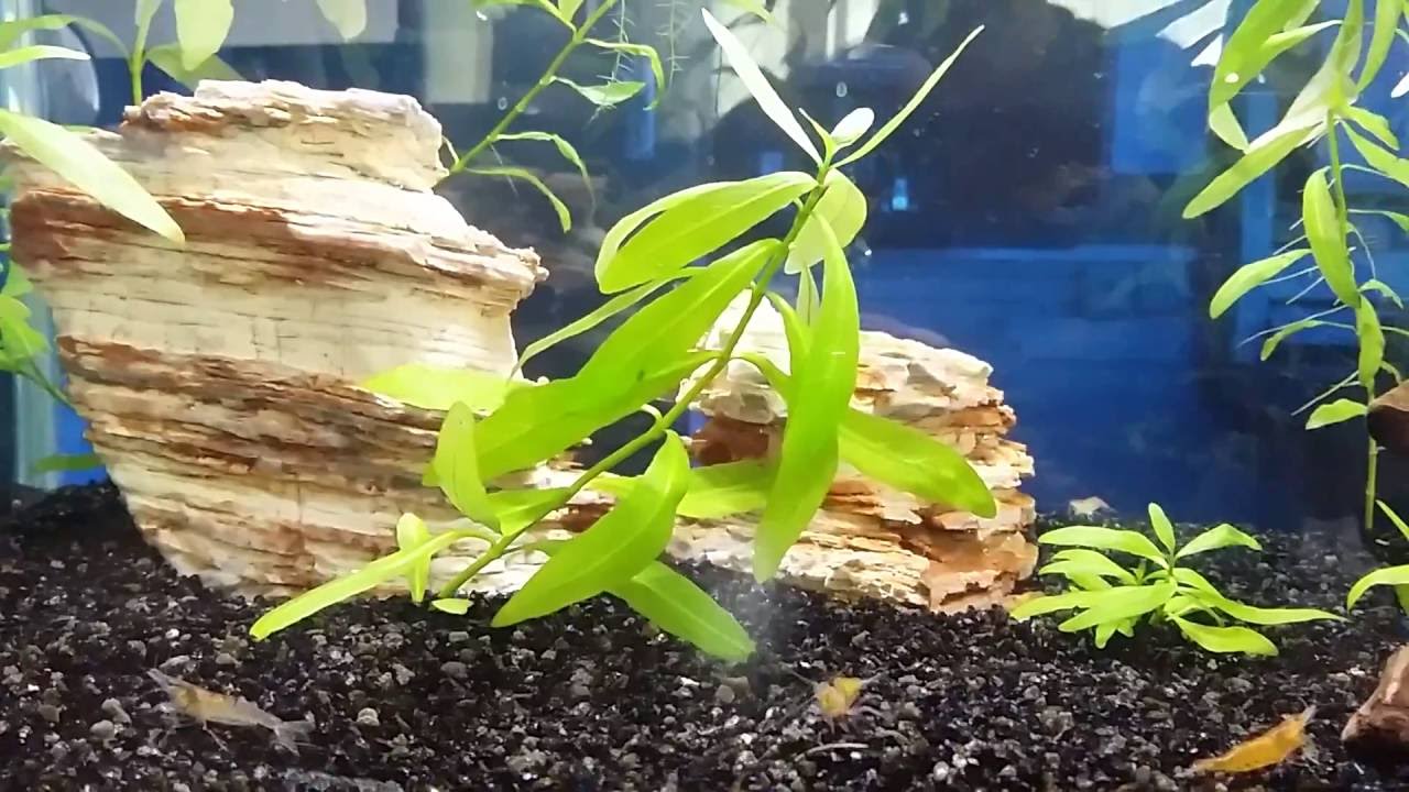 Micro Rasboras and Red Cherry shrimp - YouTube