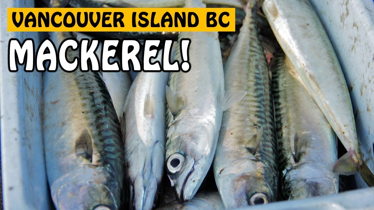 Catching Mackerel with Light Spinning Tackle on Vancouver Island Canada ...