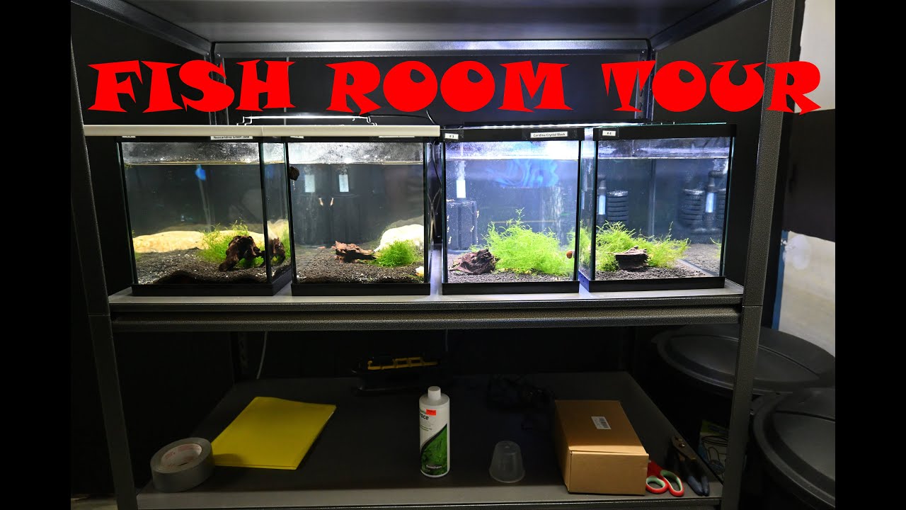Fish Room Tour / Shrimp Room Tour 500 subs to show 150gal tank - YouTube
