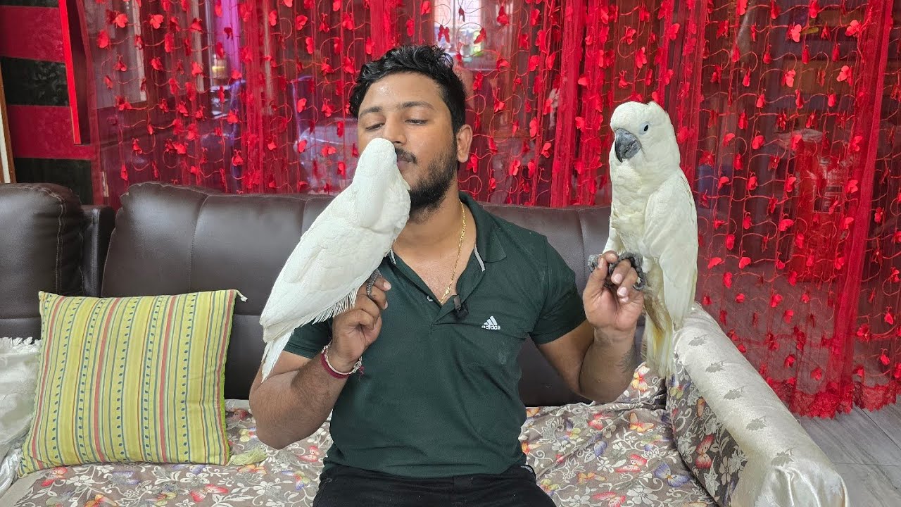 World best play full cockatoo's. which one is your best? - YouTube