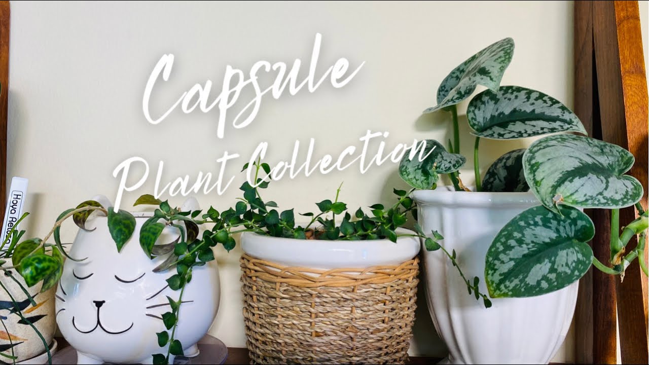 My Capsule Plant Collection Pick - YouTube