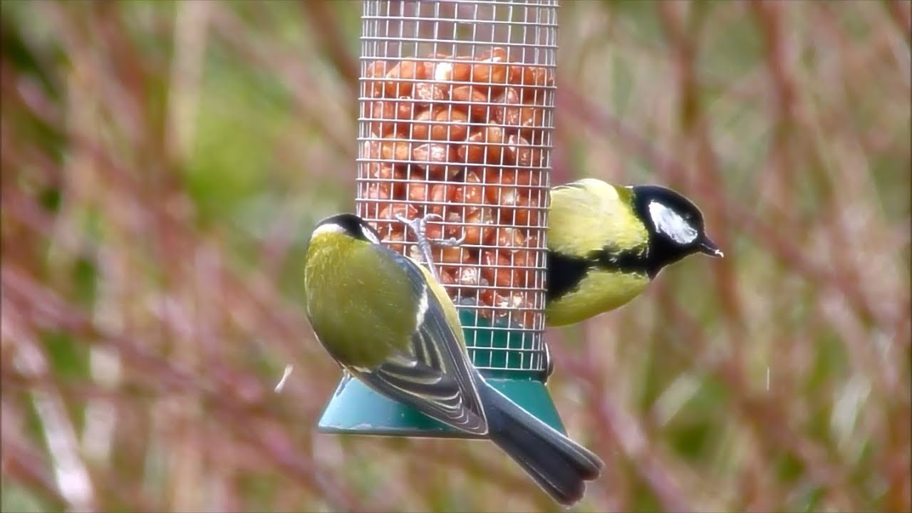 Feeding Birds Time Lapse - YouTube