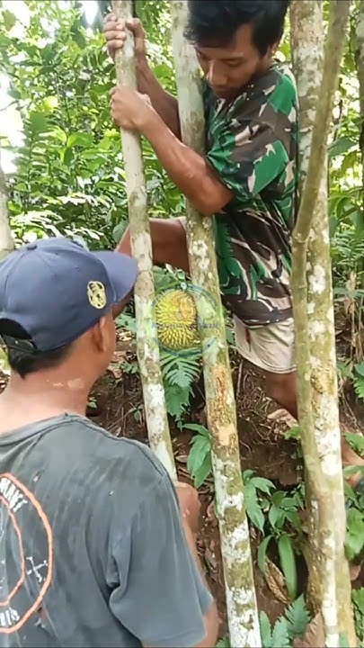 Cara unik membelah buah durian - YouTube