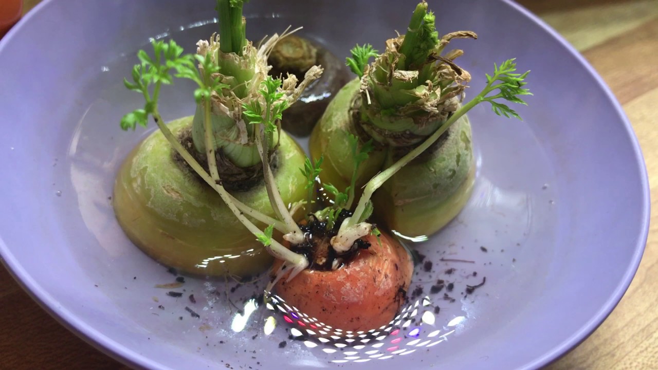 Experiments in Carrot Cuttings - YouTube