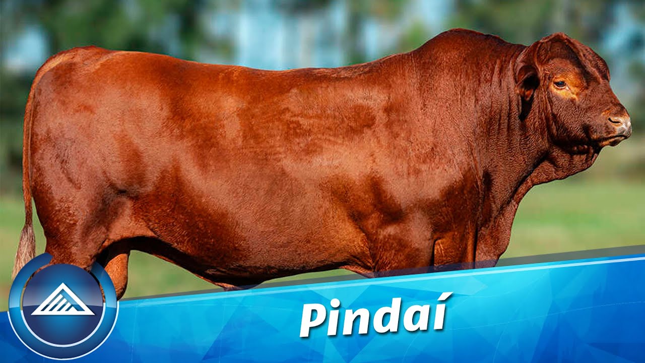 Pindaí - YouTube