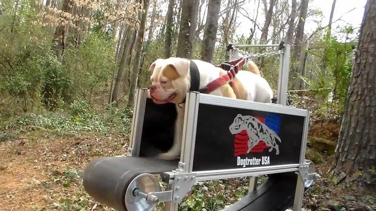 Madona Dog trotter - YouTube