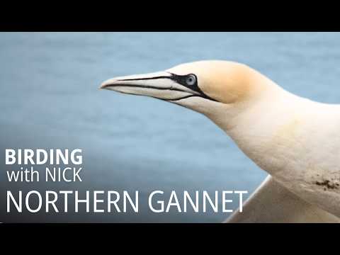 Northern Gannets of RSPB Bempton Cliffs | Morus bassanus
