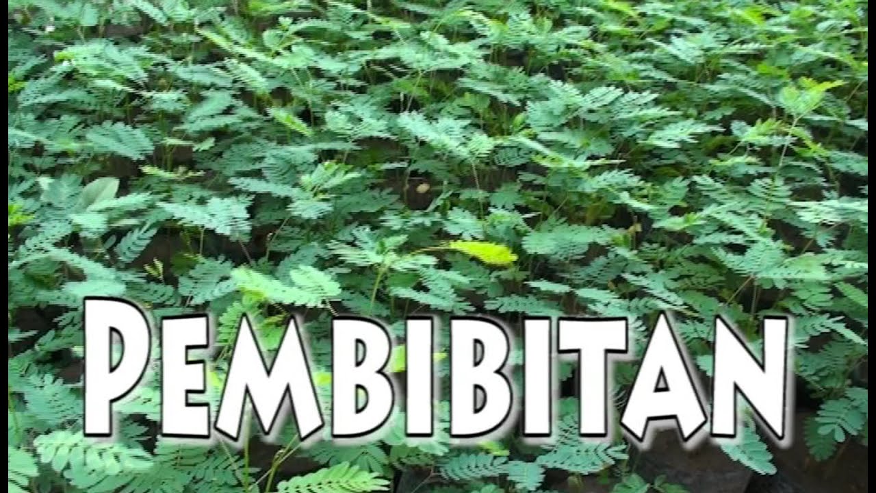 BPTP-NTB Pembibitan Lamtoro - YouTube