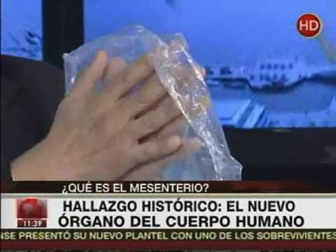 El nuevo órgano, el Mesenterio - YouTube