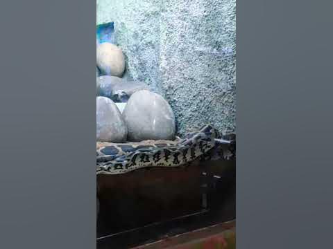 Big Python Snake 🐍‼️#shorts #snake #python #dangerous #reptiles #pythonsnake #zoo - YouTube