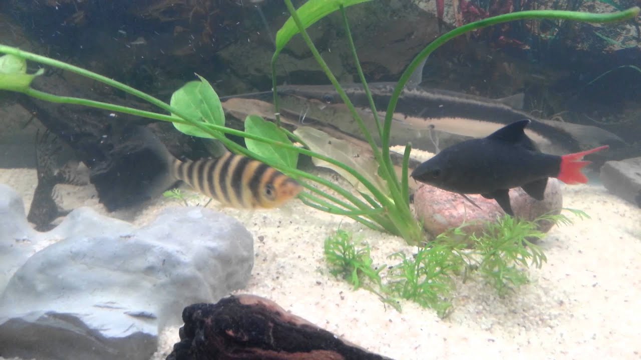 75 gallon fish tank Florida gar, oscar, shovelnose - YouTube