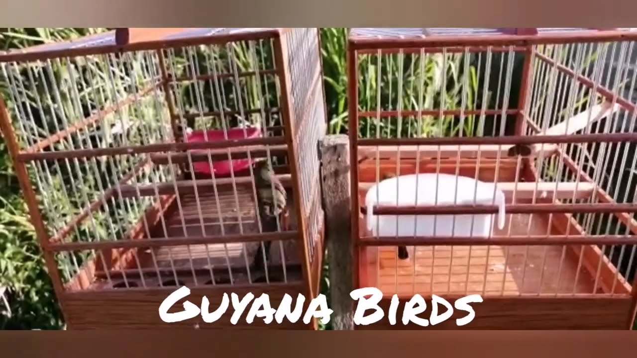 ROWTIE | FIRE RED BIRDS RAMPING | PERCY vs GUYANA BIRDS - YouTube