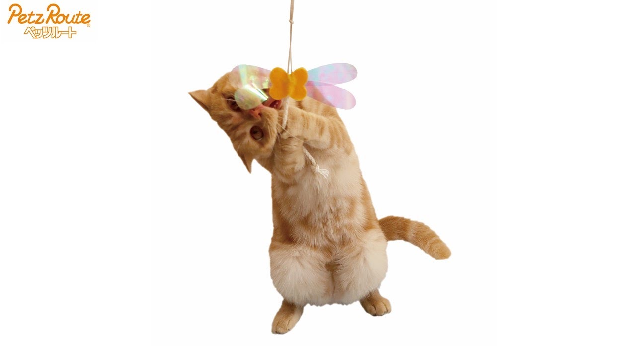 [Petz Route] Kasha Kasha Cat Toy with natural paper string - YouTube