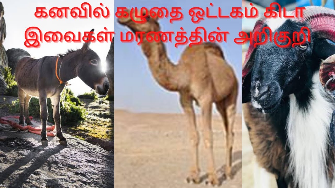 கனவில் கழுதை ஒட்டகம் கிடாஇவைகள் மரணத்தின் அறிகுறி kanavu palan tamil ...