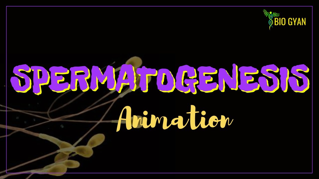 Spermatogenesis || Animation - YouTube