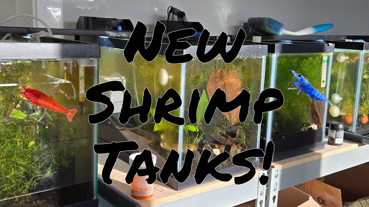Setting Up New Shrimp Racks - YouTube