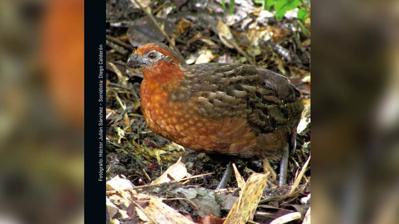 Guía Sonora de Aves - Alto San Miguel: Odontophorus hyperythrus, Perdiz ...