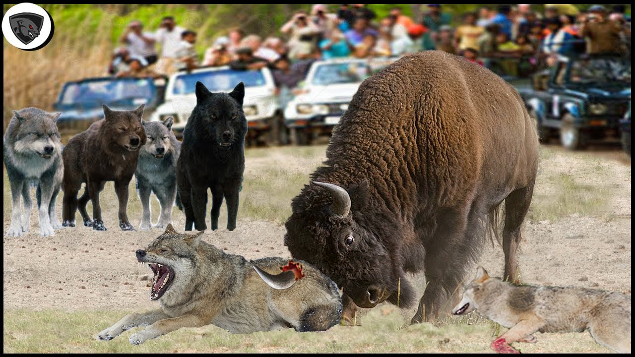 Bison Used All His Strength To Fight The Overcrowded Wolves - YouTube