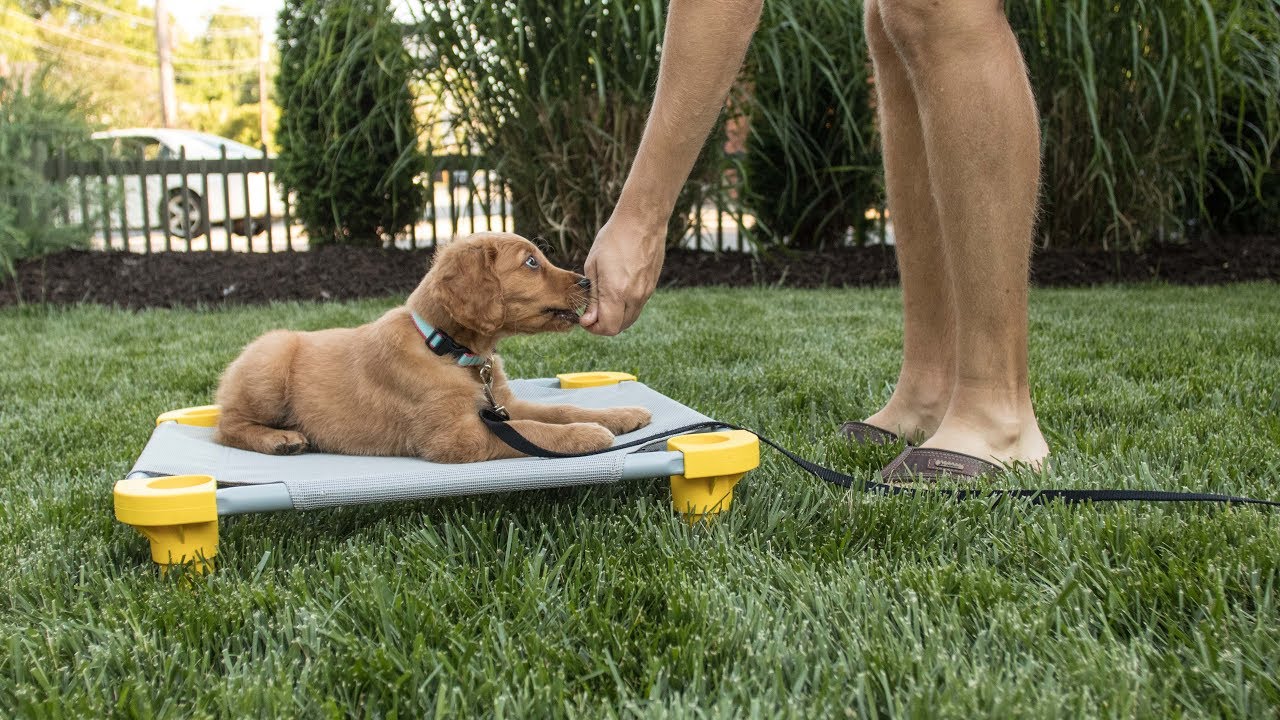Puppy Training 101: Down/Stays, Managing Space, Tethering, Place and ...
