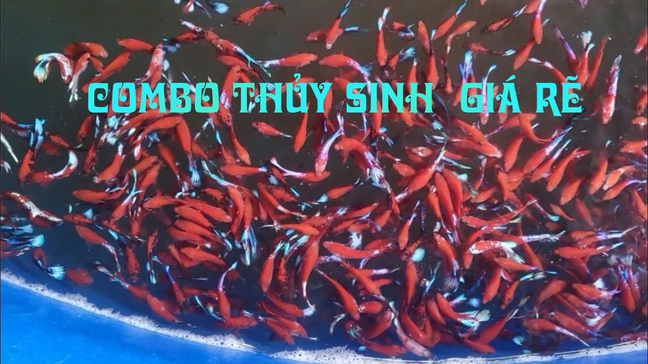 Đợt cá 02 - 10 - 2024 | Red Fancy Star Tail | Betta giá học sinh ...