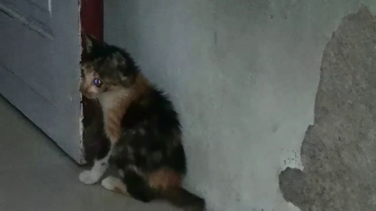 kucing lucu loncat-loncat - YouTube